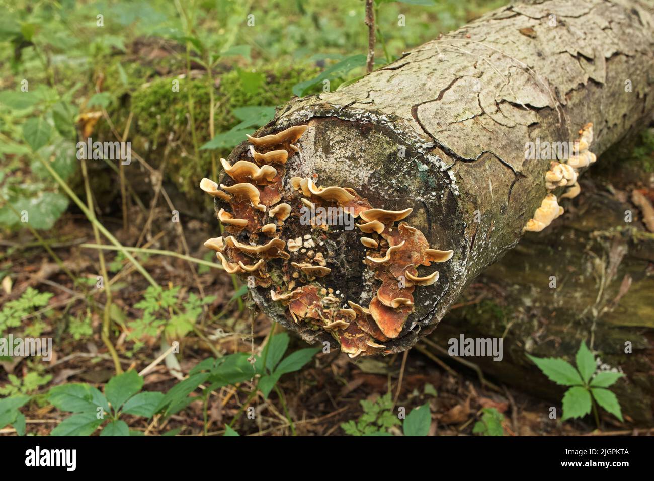 Many fungi on a dead tree Stock Photo - Alamy
