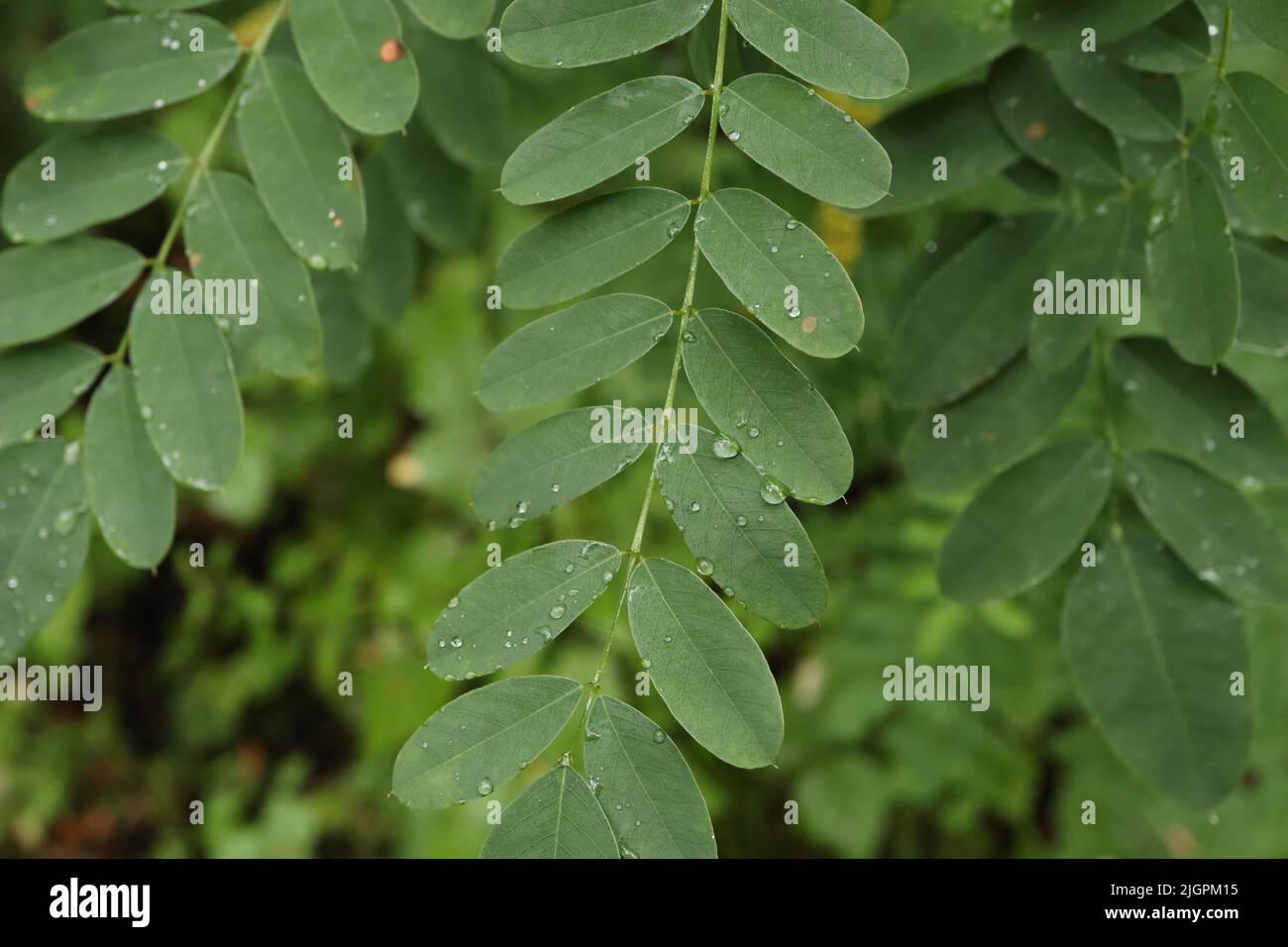 Amorpha fruticosa in the rainy forest U Stock Photo - Alamy