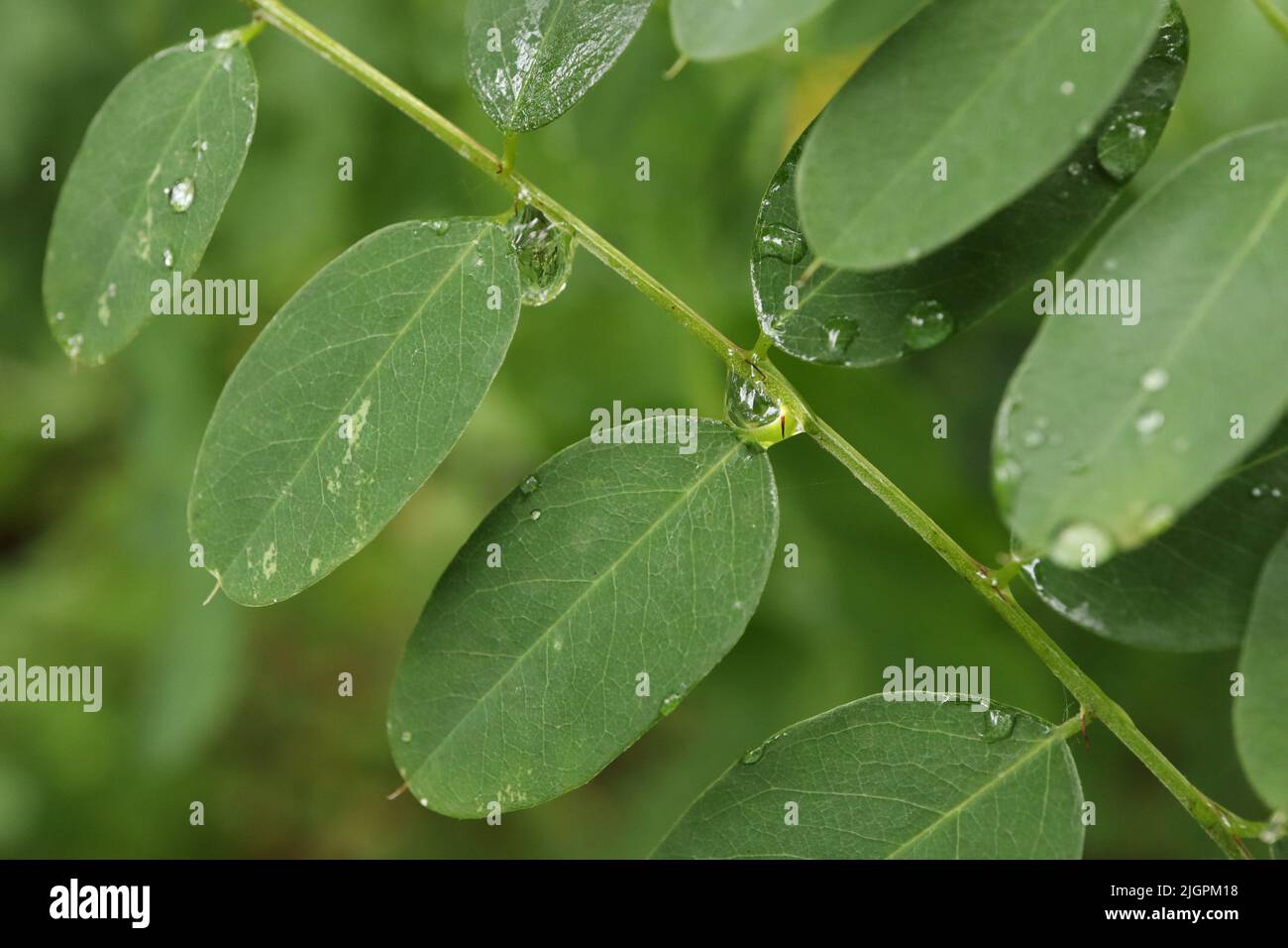 Amorpha fruticosa in the rainy forest U Stock Photo - Alamy