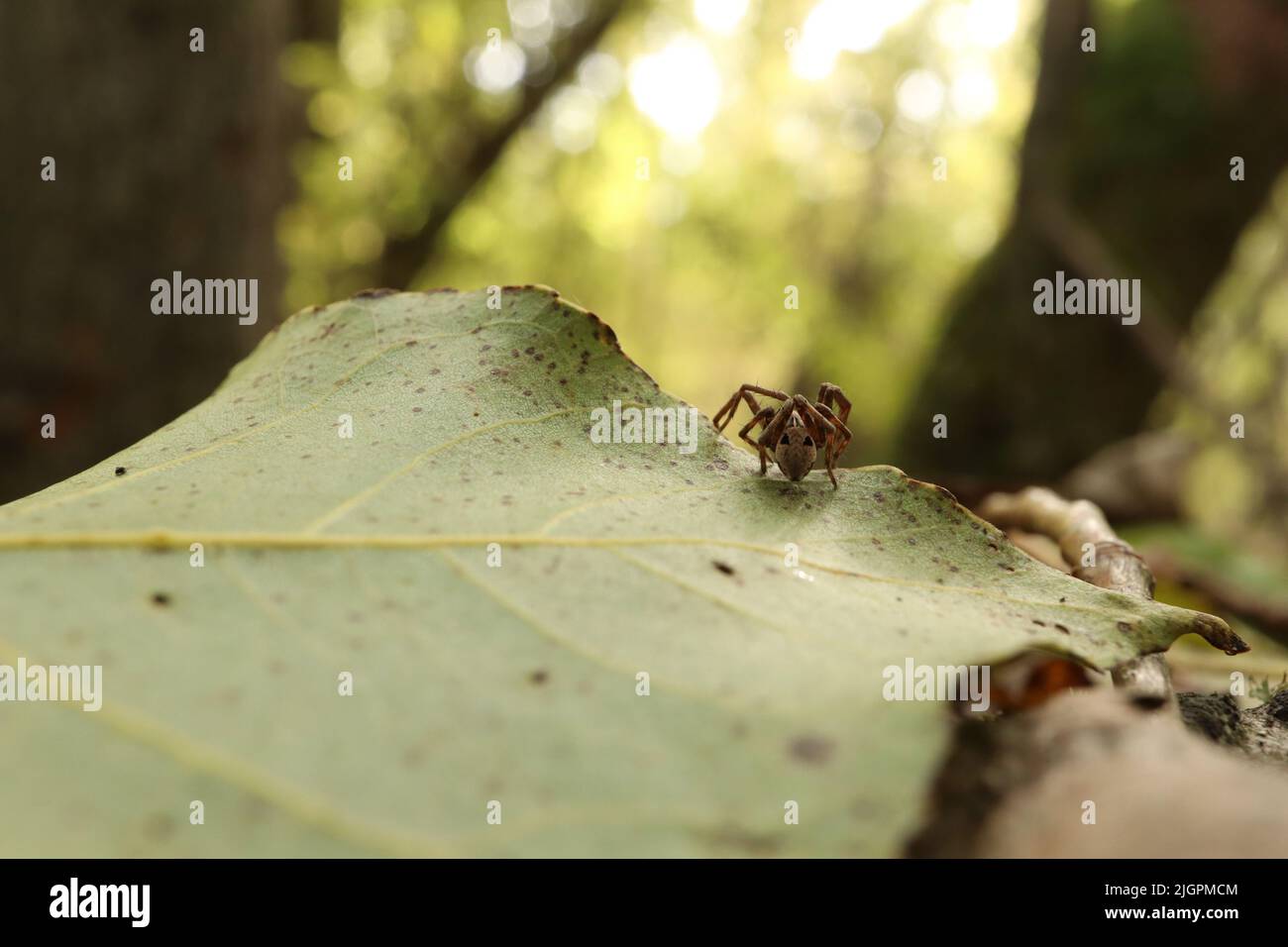 Lycosidae hi-res stock photography and images - Alamy