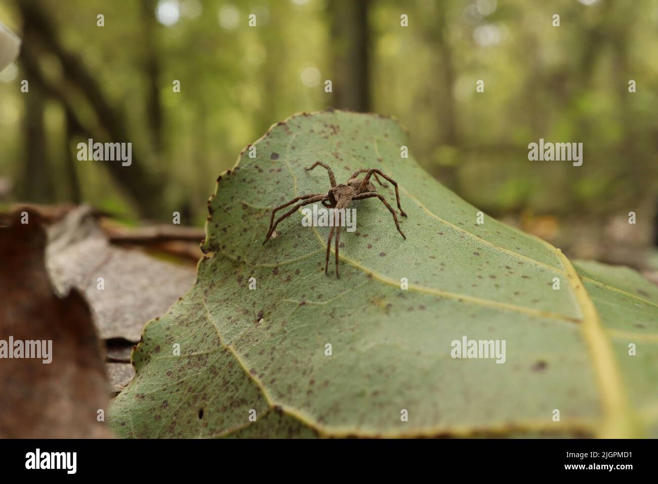 Lycosidae hi-res stock photography and images - Alamy