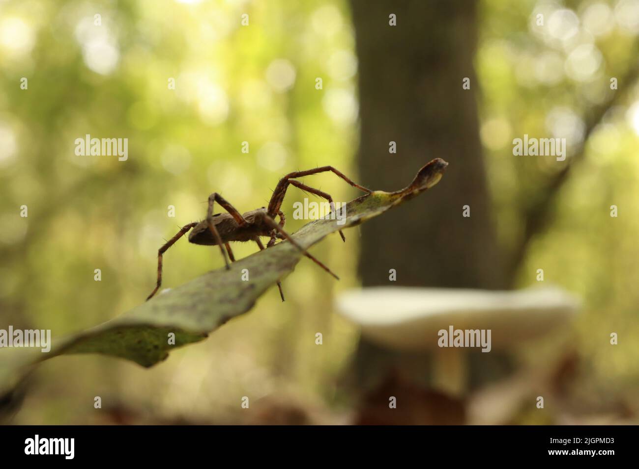 Lycosidae hi-res stock photography and images - Alamy