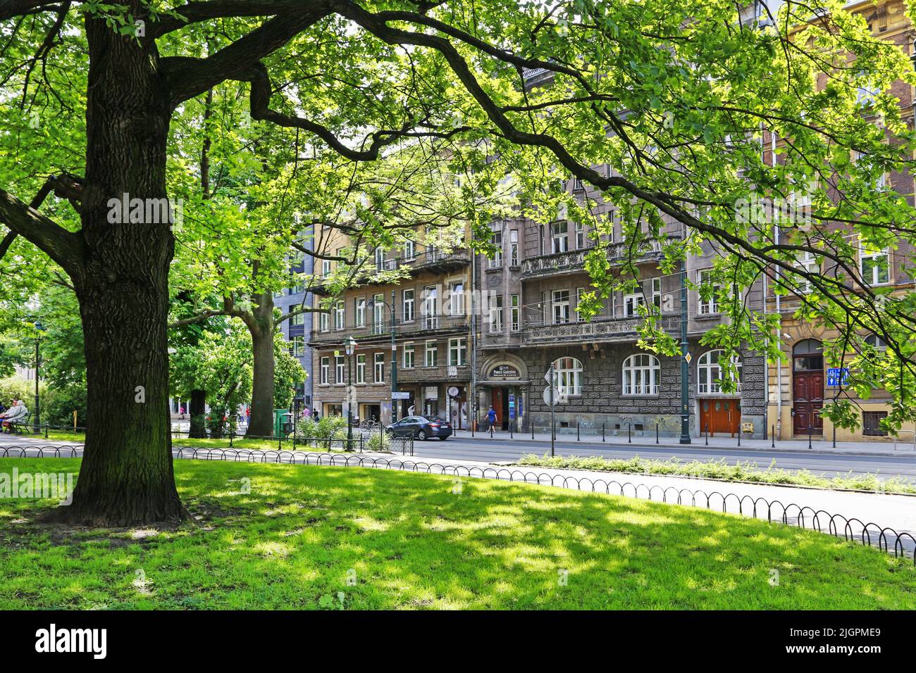 Very old, big tree and classic tenements in Krakow, Poland Stock Photo ...