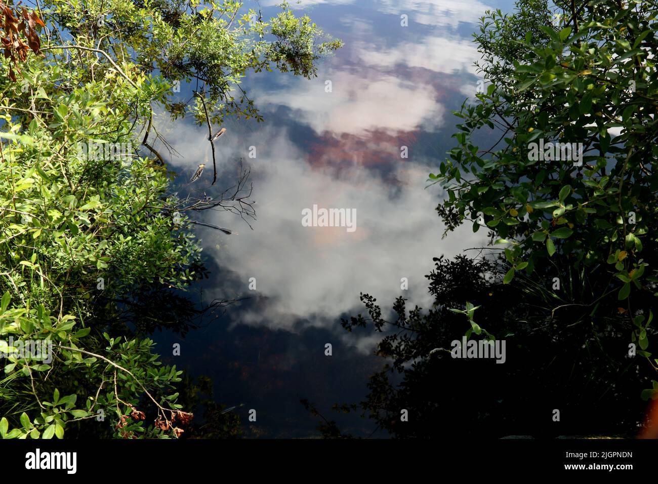 Reflective trees on lake surface hi-res stock photography and images ...