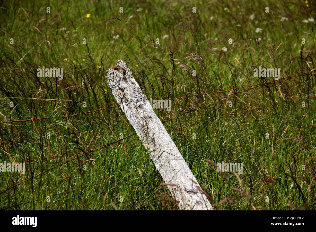 Rotting timber fence post at a country roadside Stock Photo - Alamy