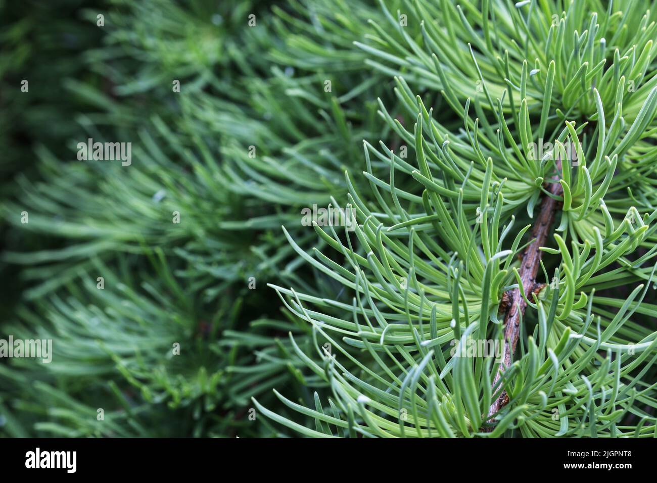 Young shoots of coniferous tree in the forest. Spring time Stock Photo ...