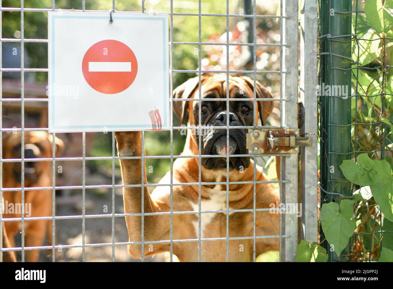 A warning sign - Boxer dog guarding the house Stock Photo - Alamy