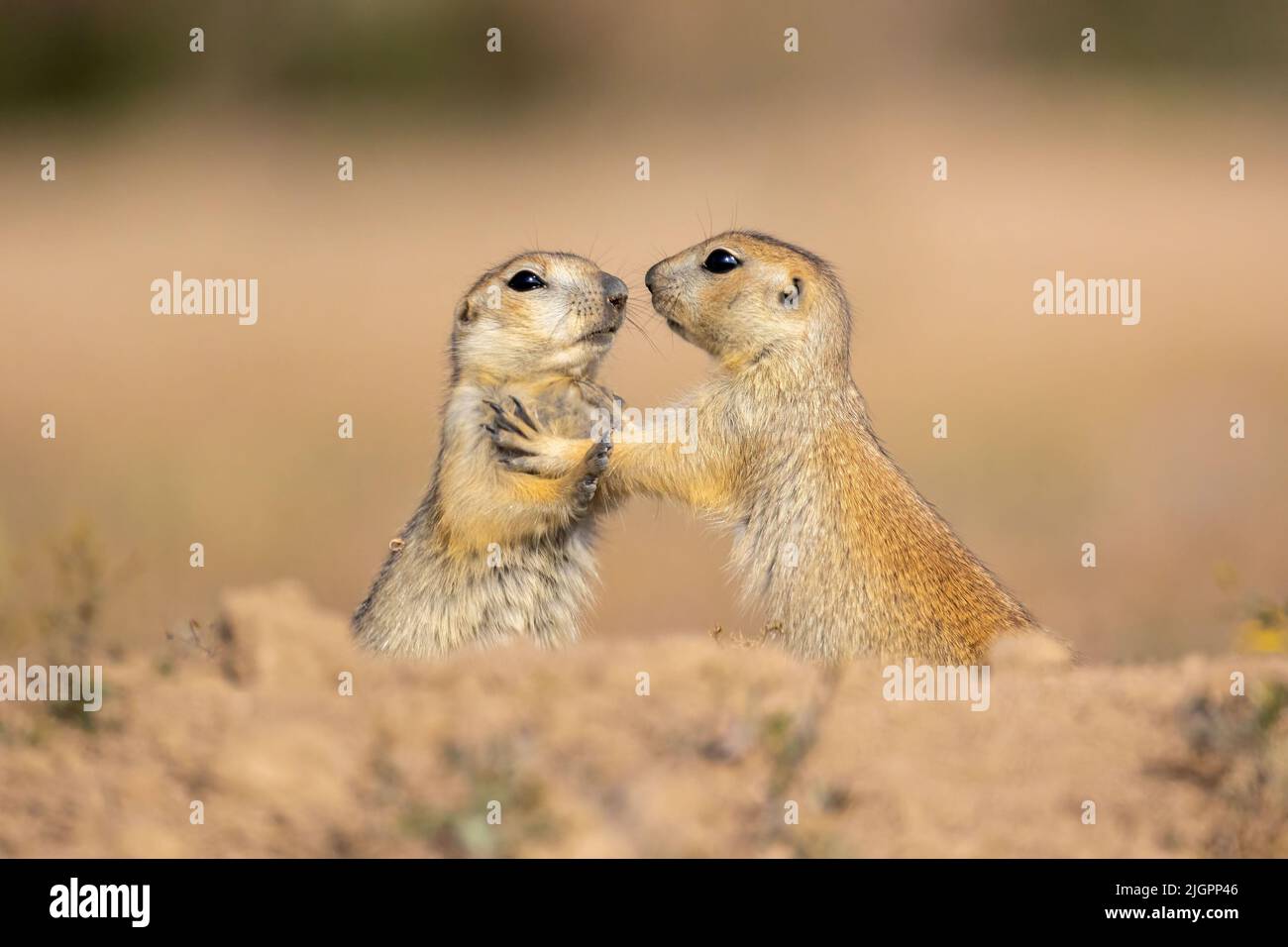An adorable snap of the squirrels interacting. ALBORZ, IRAN. THIS ...