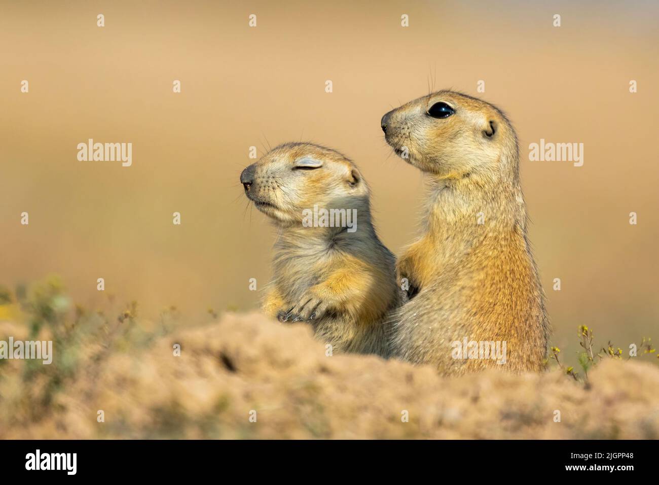 One squirrel looks totally relaxed with its eyes closed, as the other ...