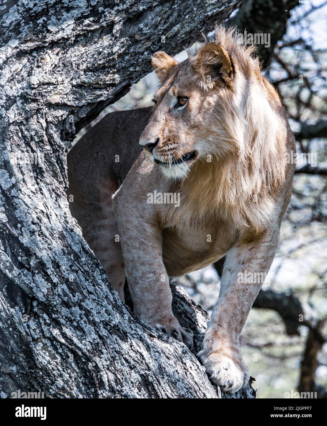 A playful lion exploring the tree. TANZANIA, AFRICA. A WILDLIFE ...