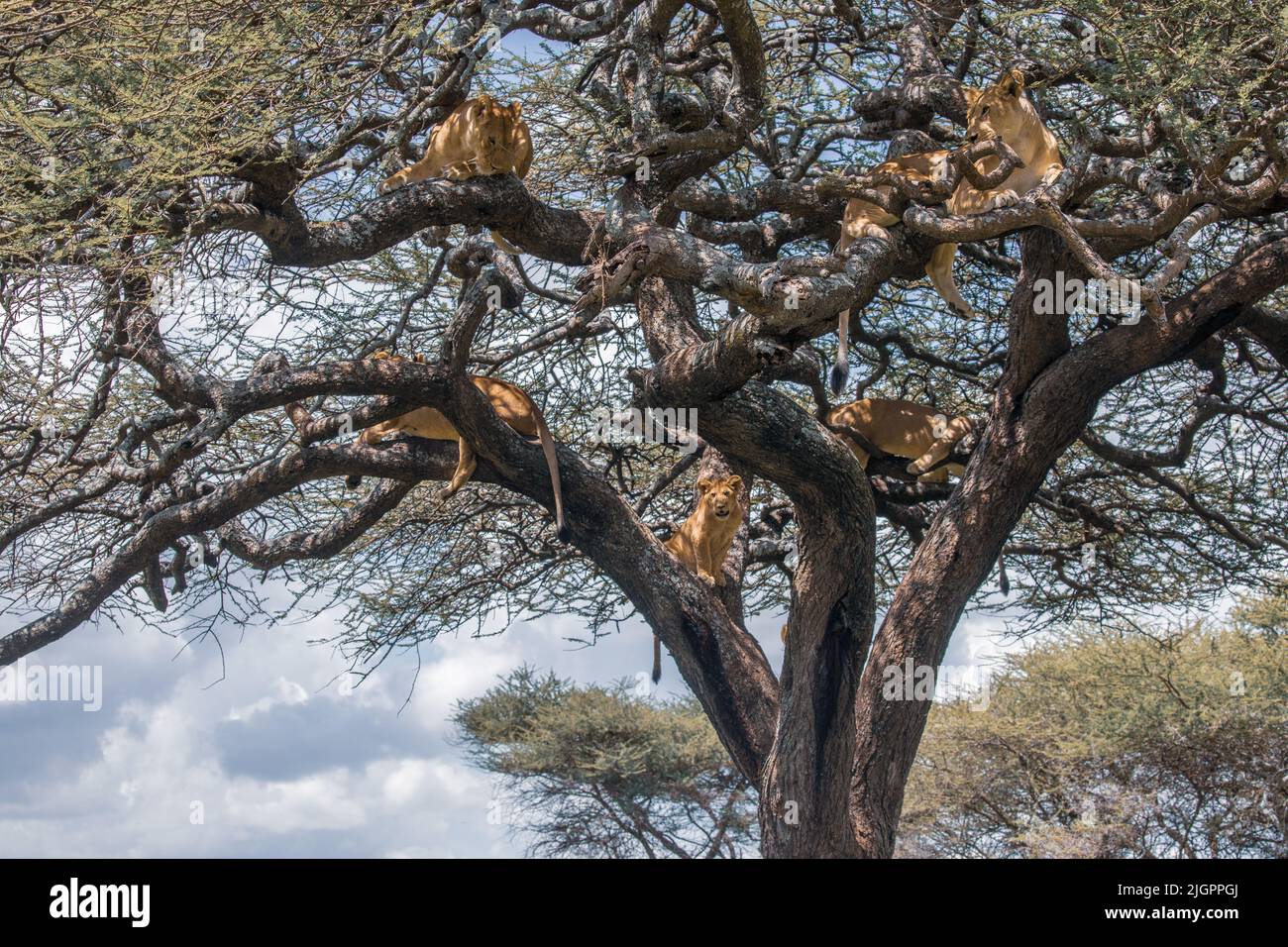Lions soaking up the sun on the upper branches of an acacia tree ...