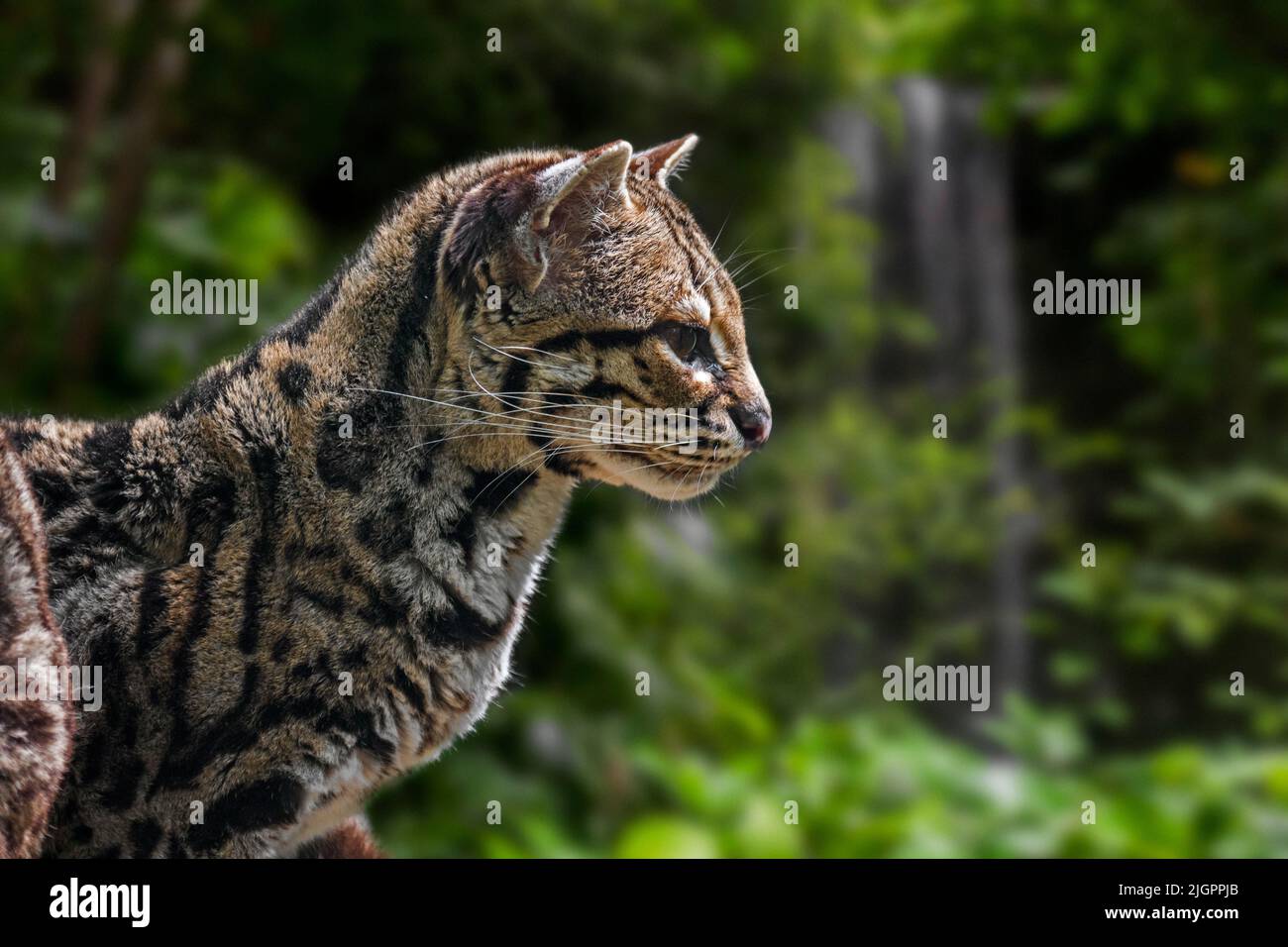 Margay hi-res stock photography and images - Alamy