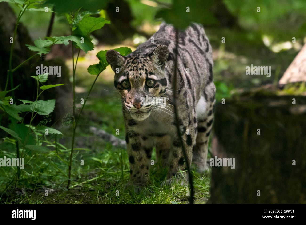 Mainland clouded leopard (Neofelis nebulosa) arboreal, solitary and ...