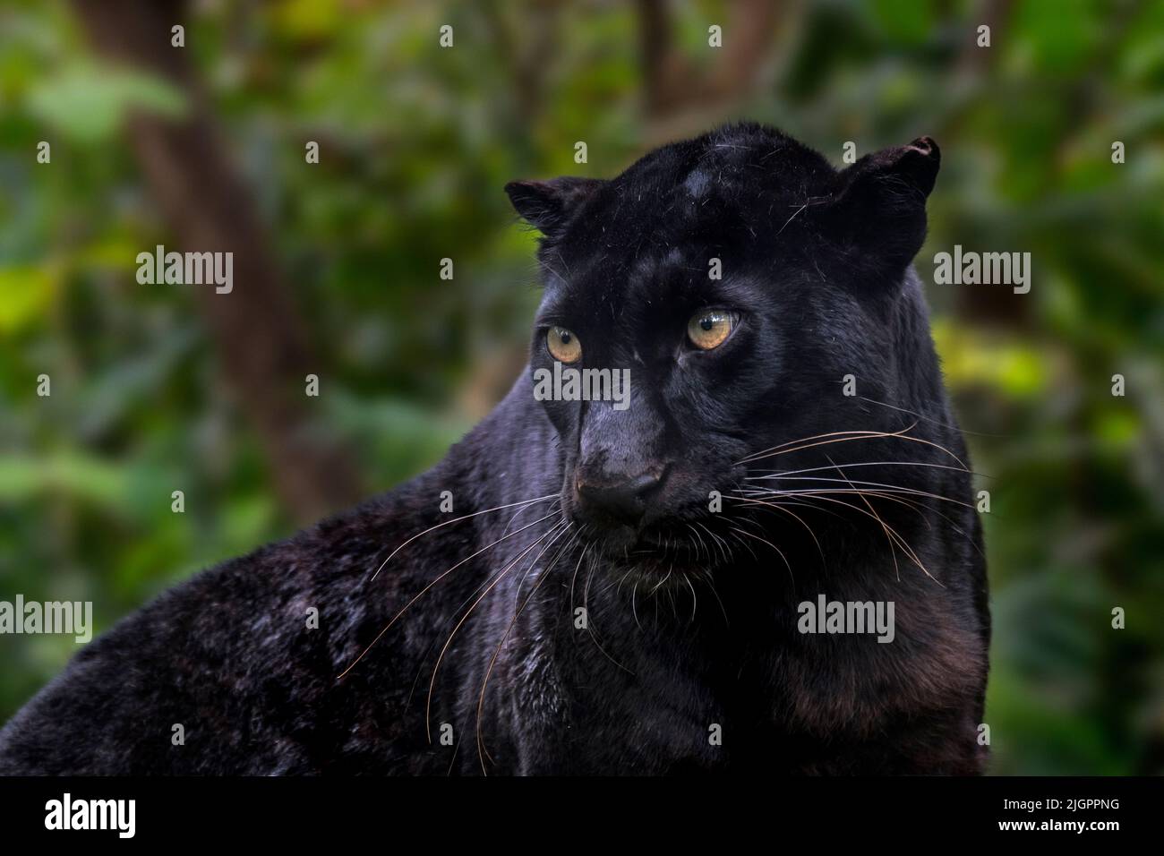 Melanistic leopard / black panther (Panthera pardus) in rain forest ...