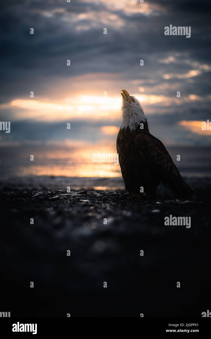 An eagle elongates its neck and looks to the sky. HOMER, ALASKA. FEAST ...