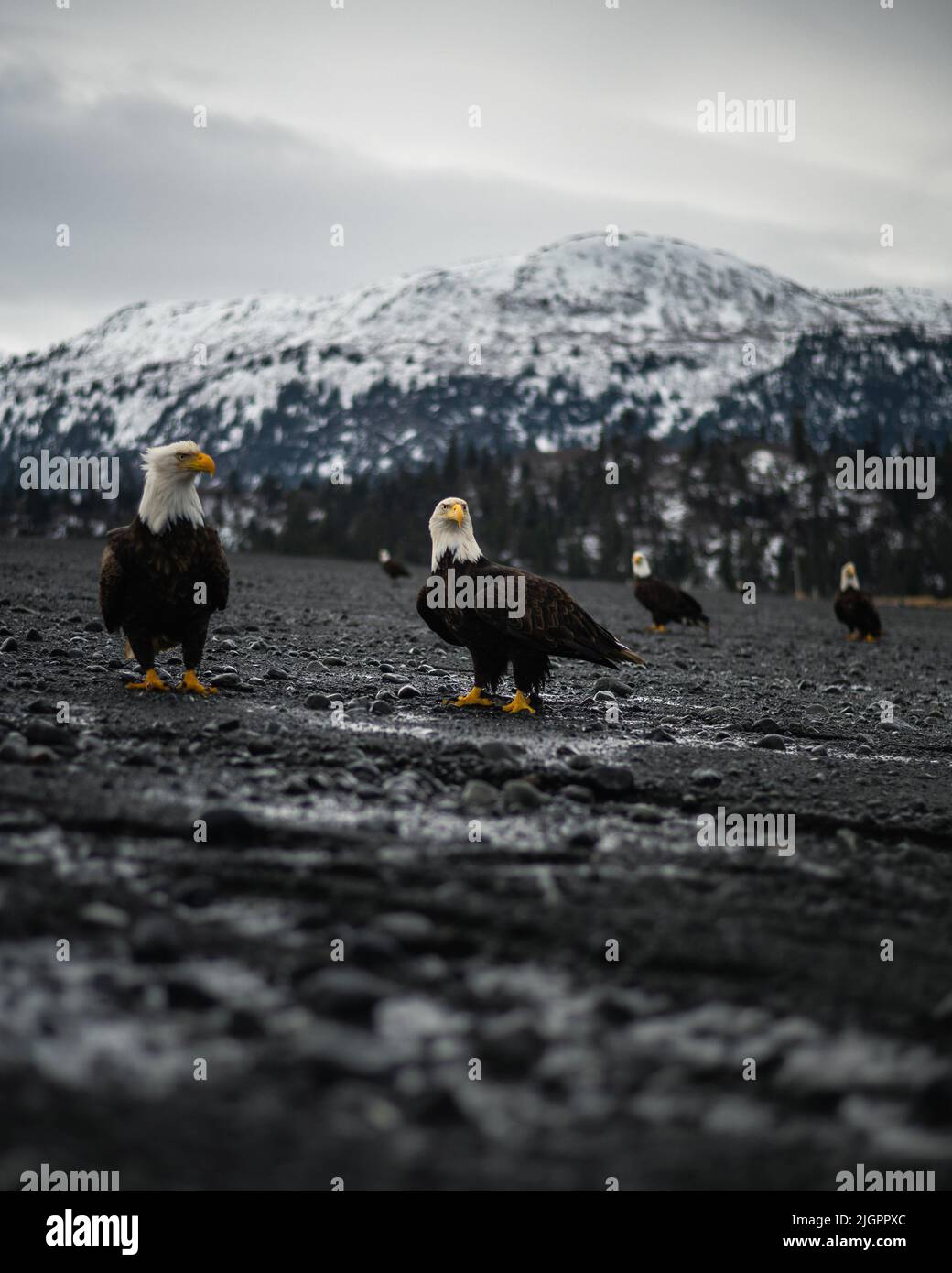 Several bald eagles appear to be posing in front of a mountain. HOMER ...