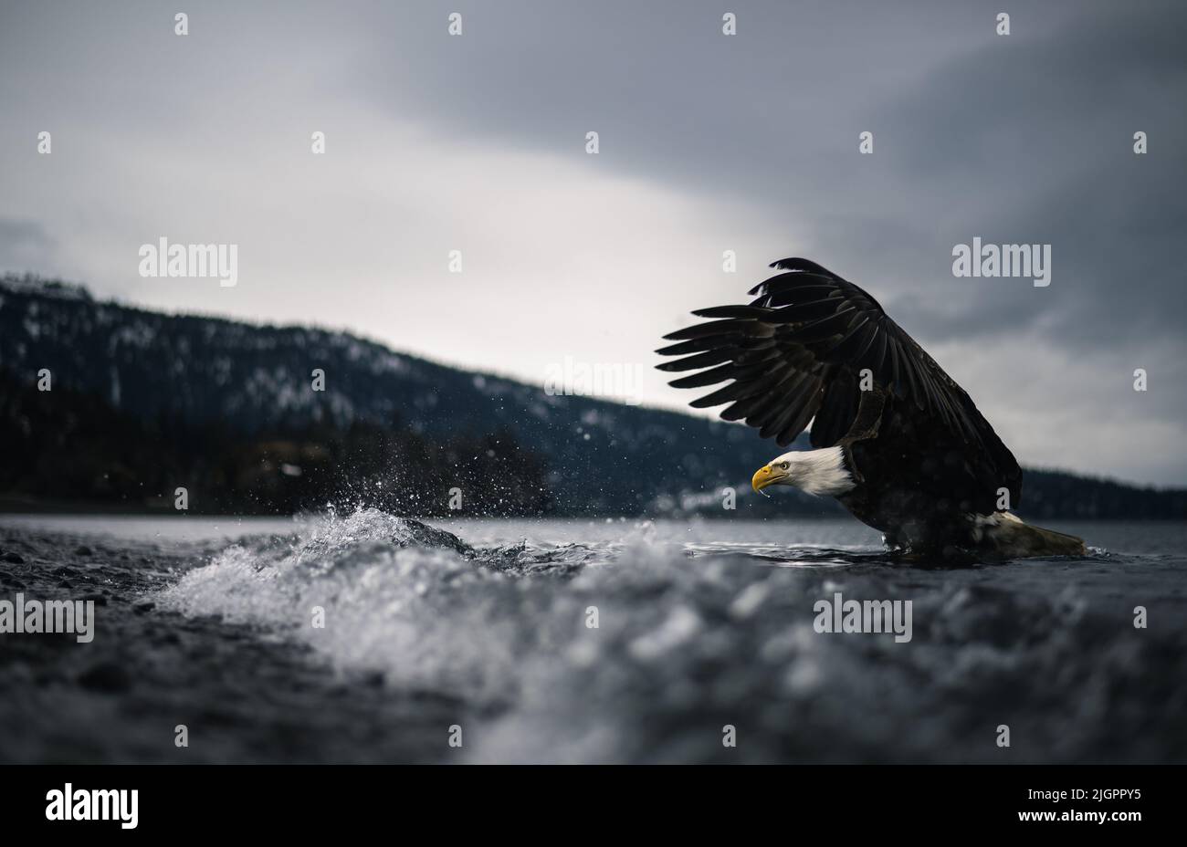 An eagle appears to be resting on the water, though he is likely ...