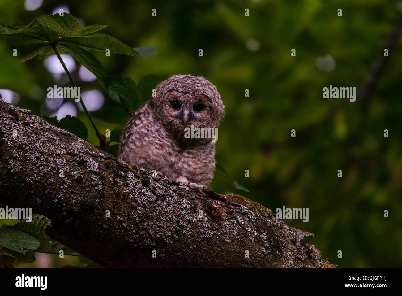 BUCKINGHAMSHIRE, UK. THESE THREE owl babies could grace the cover of ...