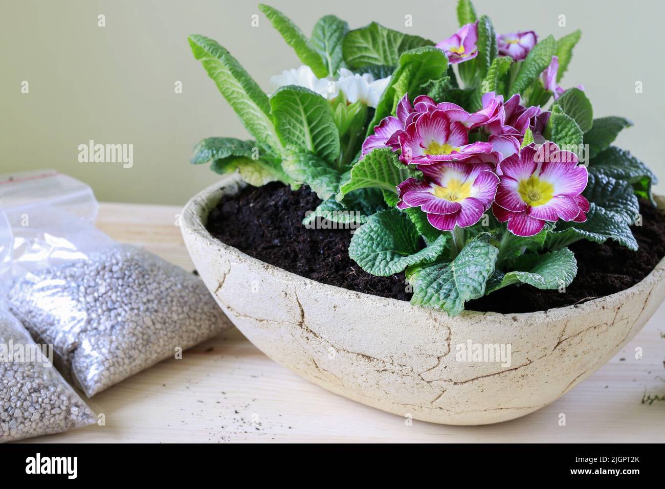 Florist at work: woman shows how to make simple decoration with primula ...
