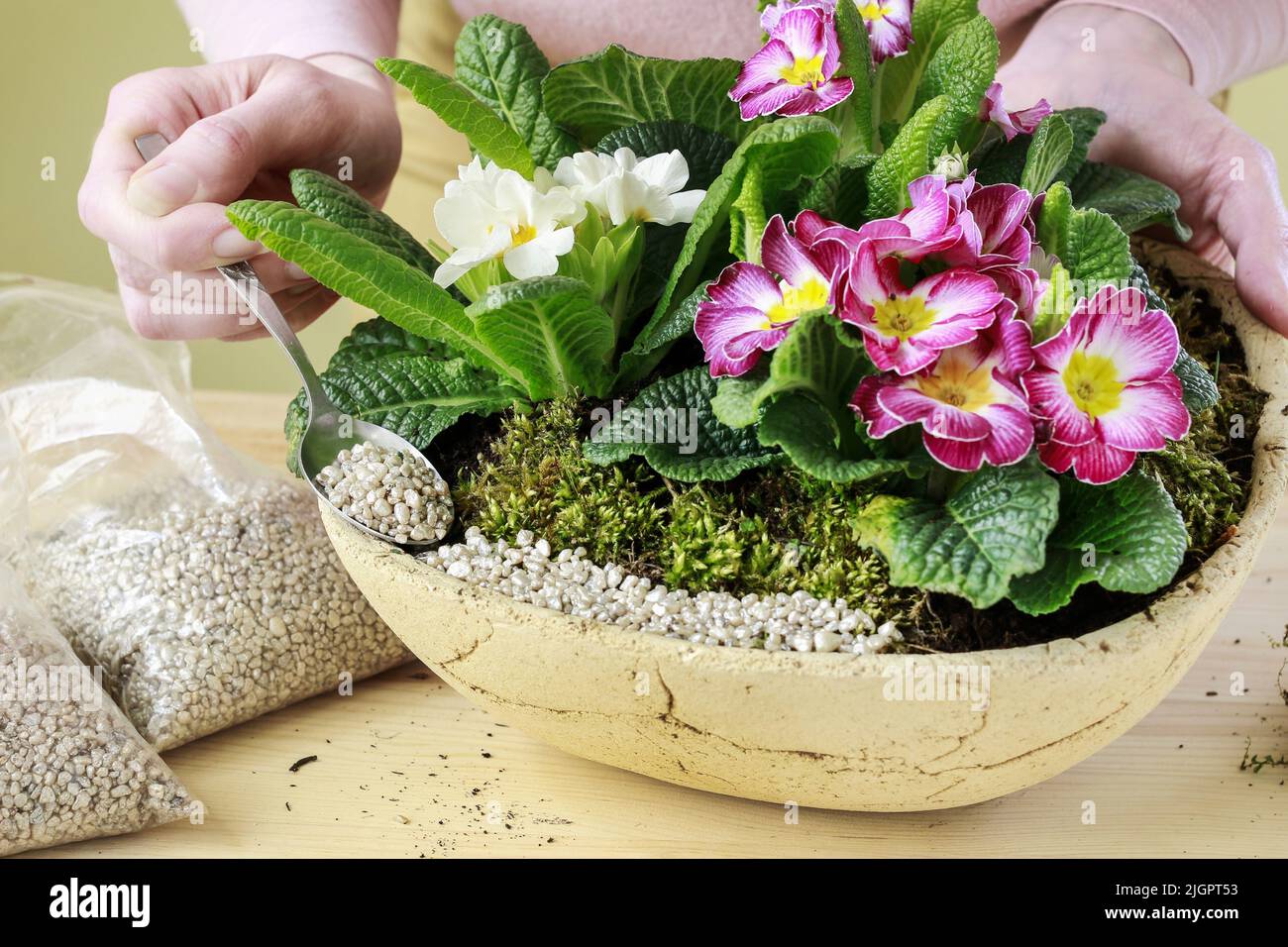 Florist at work: woman shows how to make simple decoration with primula ...