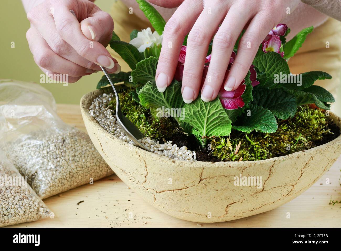 Florist at work: woman shows how to make simple decoration with primula ...
