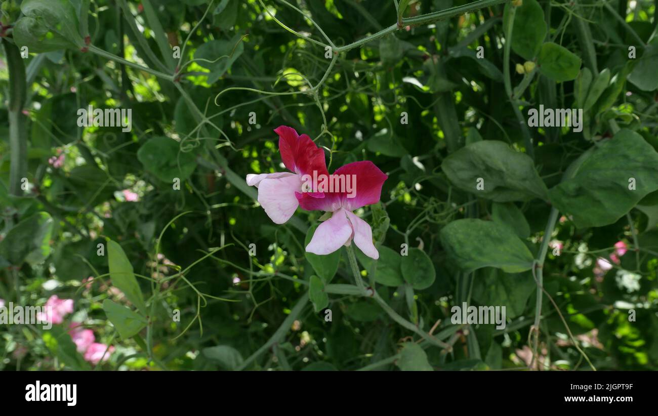 Beautiful image of rare sweet peas in two shades of pink Stock Photo ...
