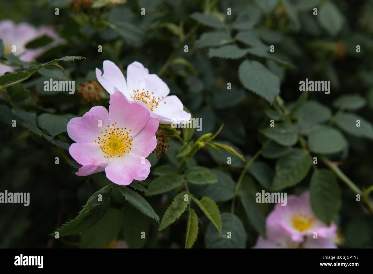Close-up of beautiful pink rose bush in the garden. Natural background ...