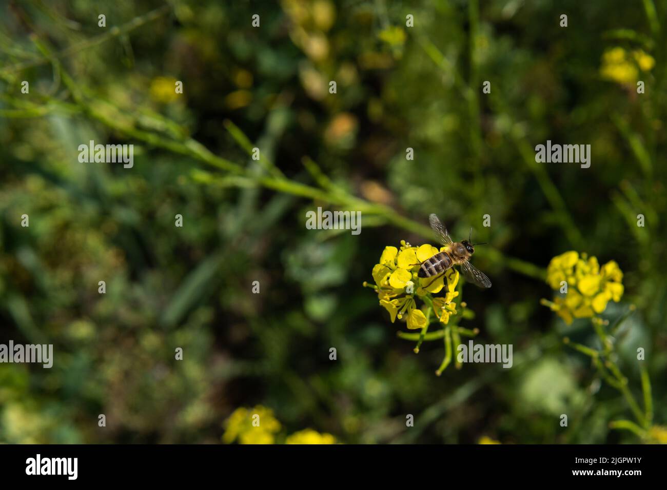 Animal pollination hi-res stock photography and images - Alamy
