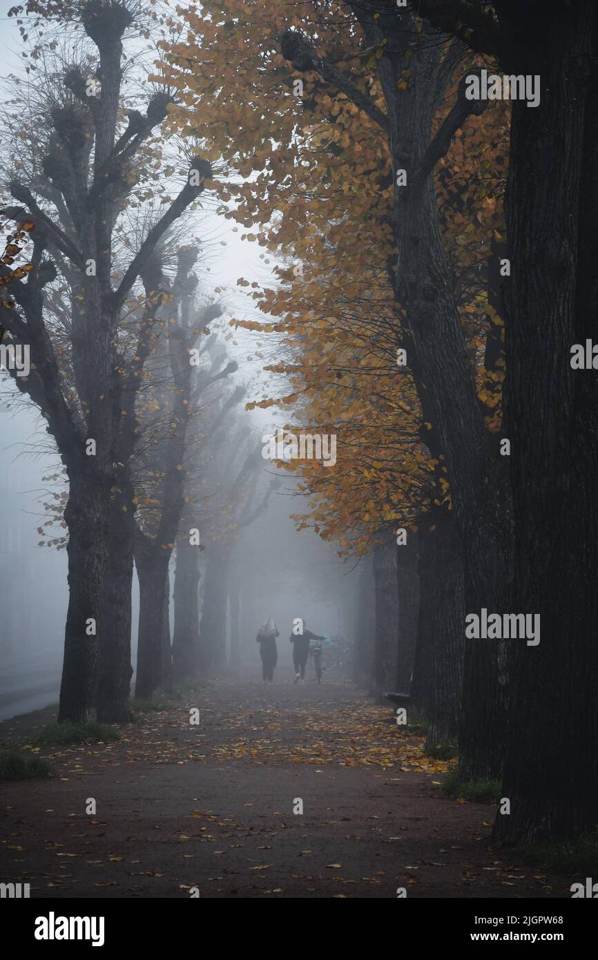 Photo of a path in park while foggy weather in autumn Stock Photo - Alamy