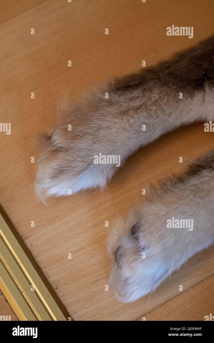 Paws trace hi-res stock photography and images - Alamy