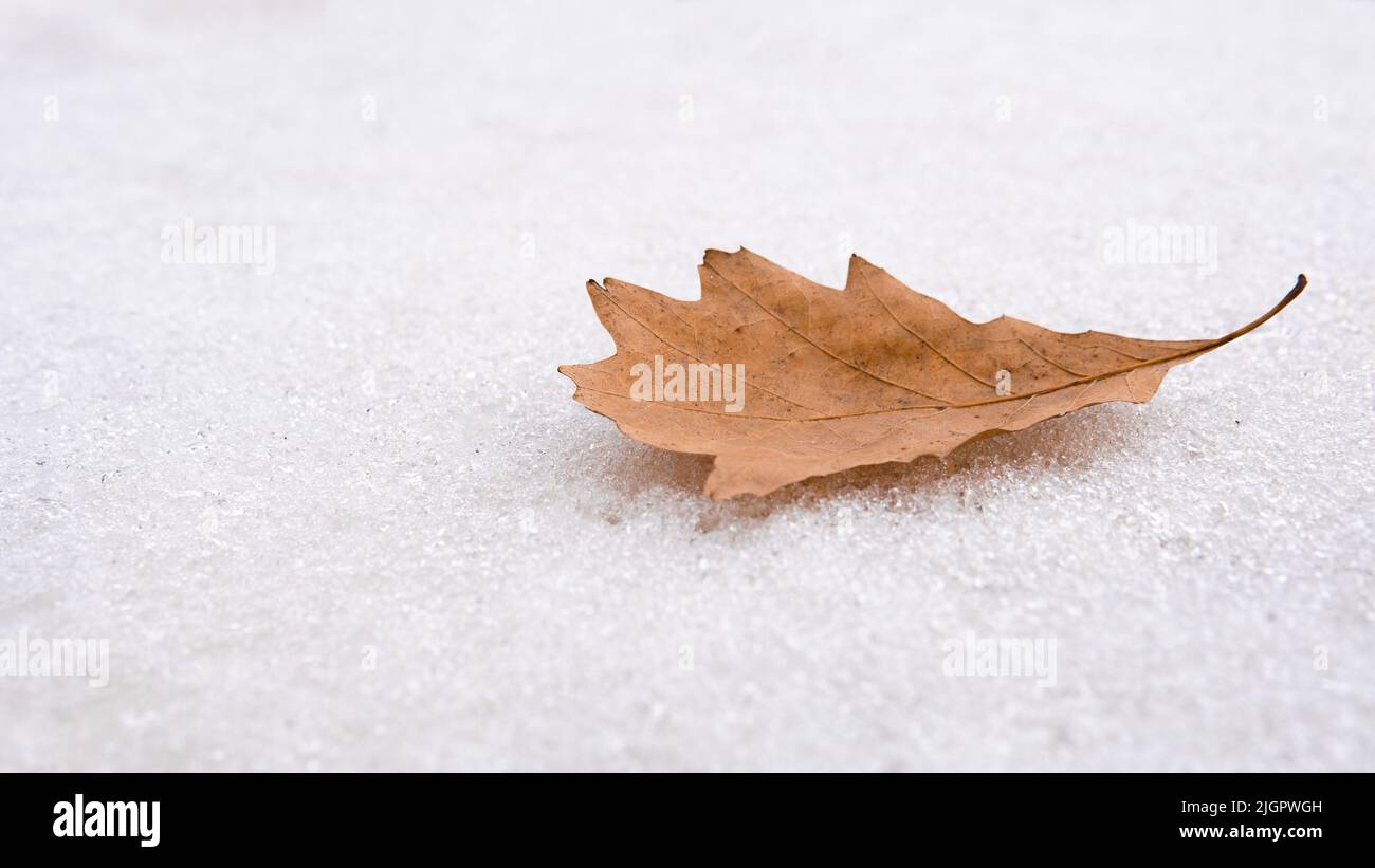 Single yellow oak leaf lies on the white snow. Leaf of a tree on a ...