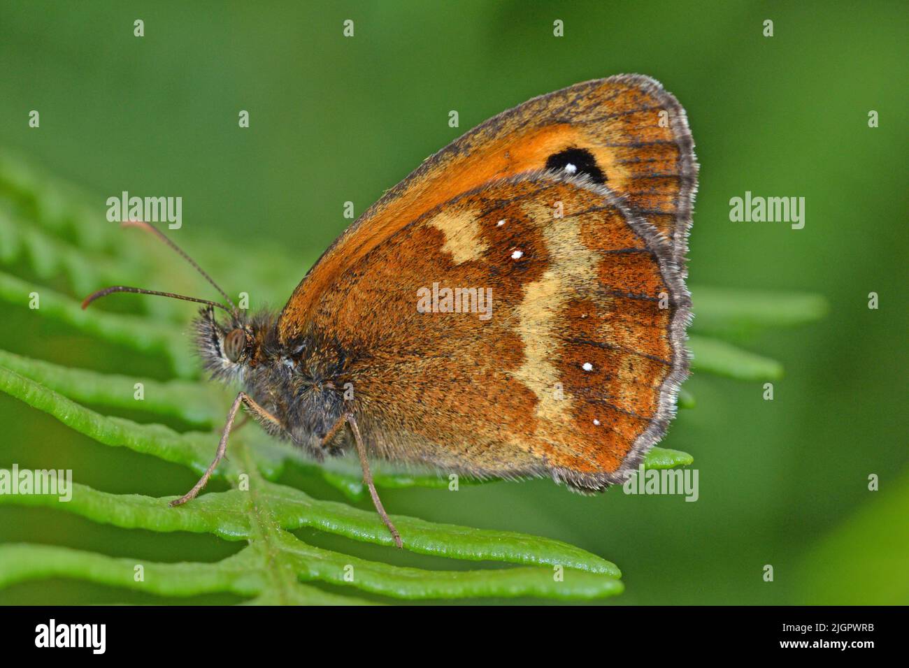 Beautiful gatekeeper butterfly hi-res stock photography and images - Alamy