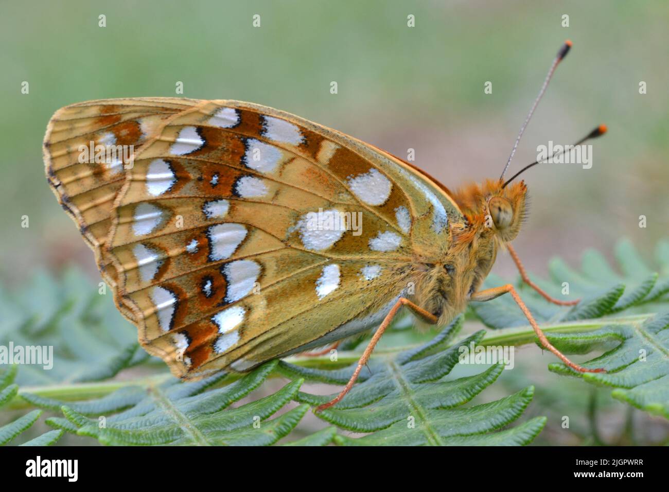 The very rare High Brown Fritillary, Arnside Knott, Cumbria Stock Photo ...