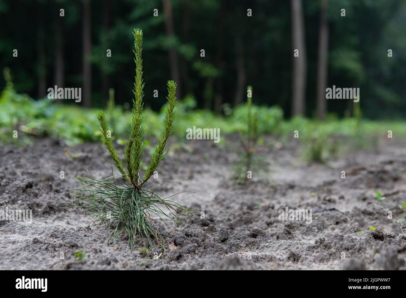 Small pine tree on the tree nursery. Planting new coniferous trees in ...