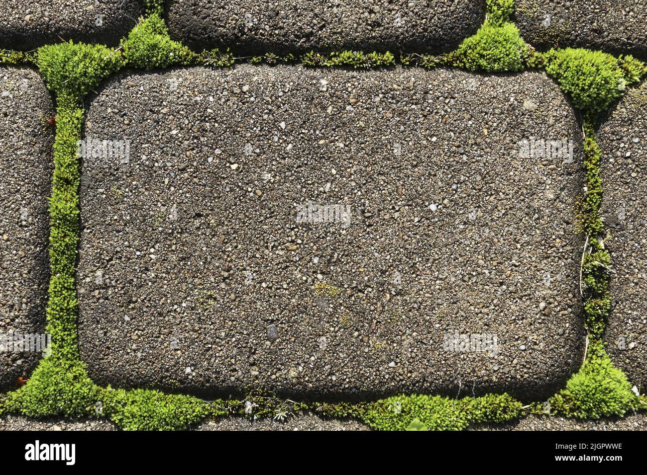 Stone garden path with moss in early morning light. Graphic resources ...