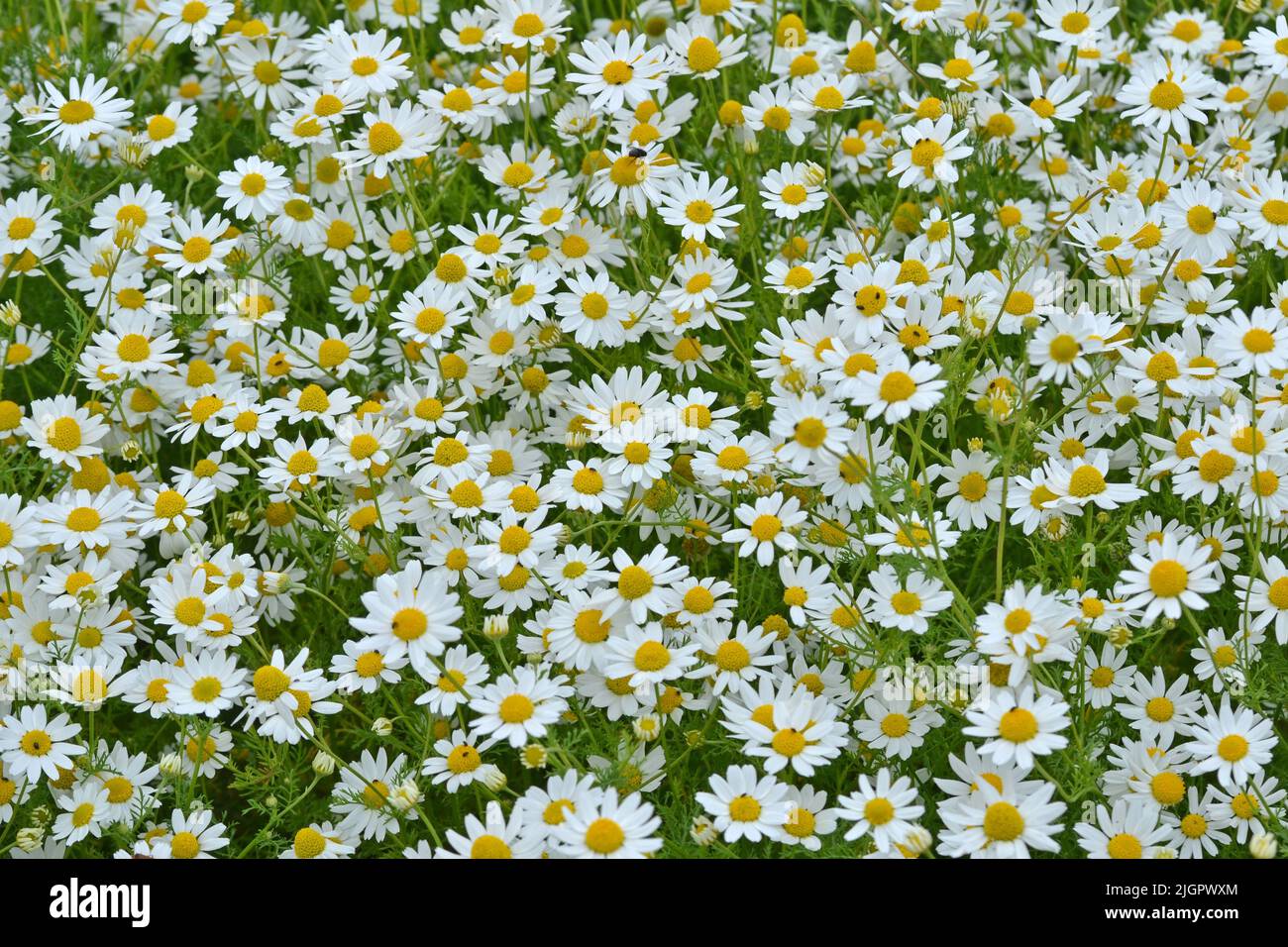 Feverfew field hi-res stock photography and images - Alamy