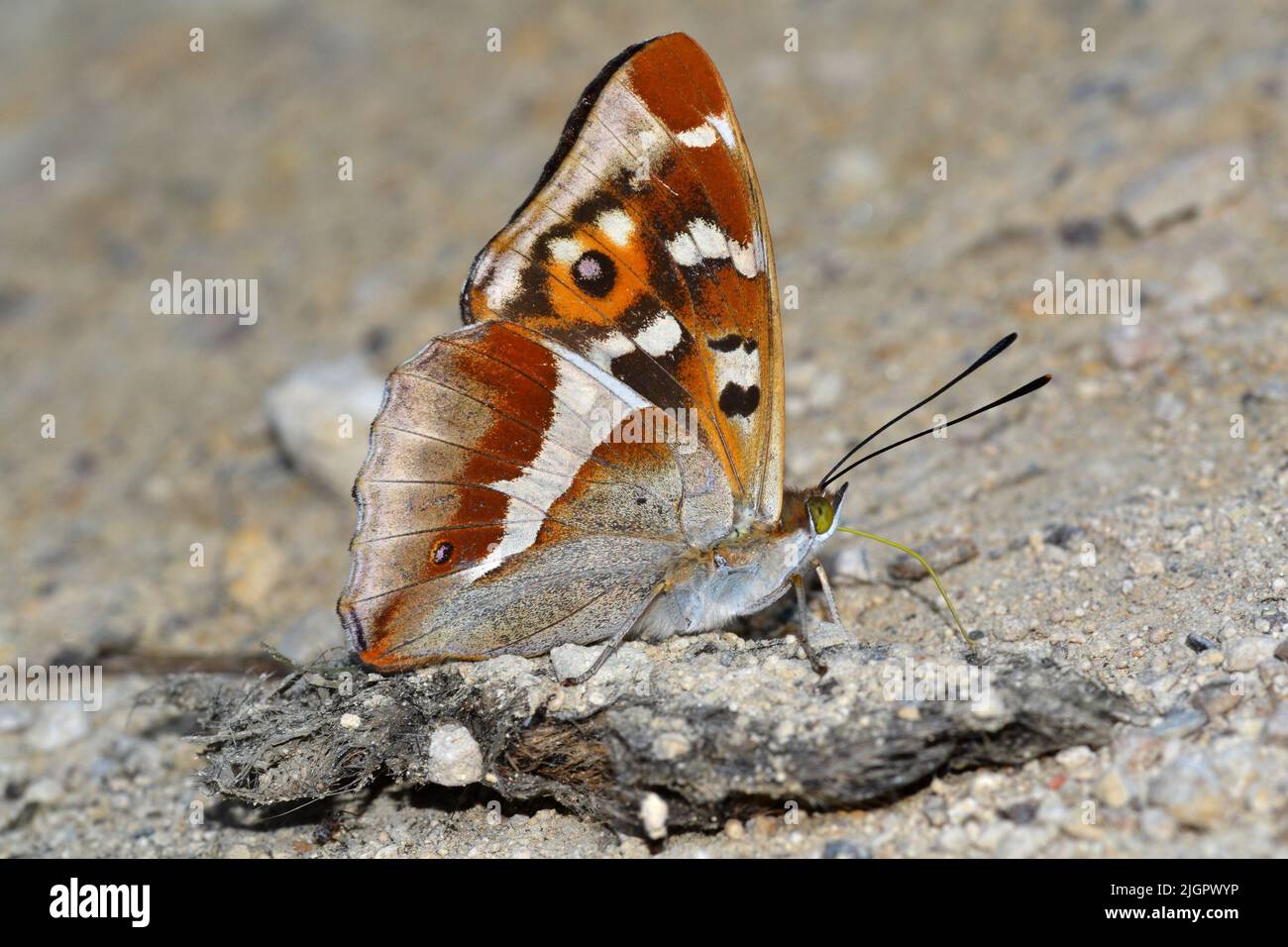 Purple Emperor butterfly, Fermyn Woods, Northampton-shire, UK Stock ...