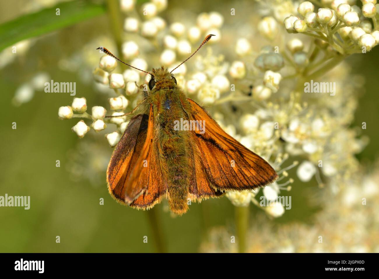 Large Skipper nectaring on Meadowsweet, in a Cheshire Wood Stock Photo ...