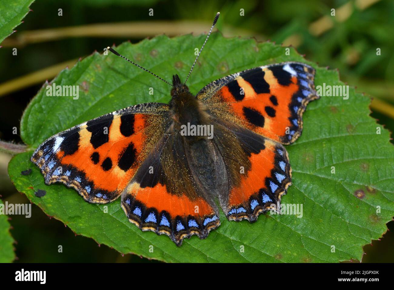 Tortoiseshell butterfly uk hi-res stock photography and images - Alamy