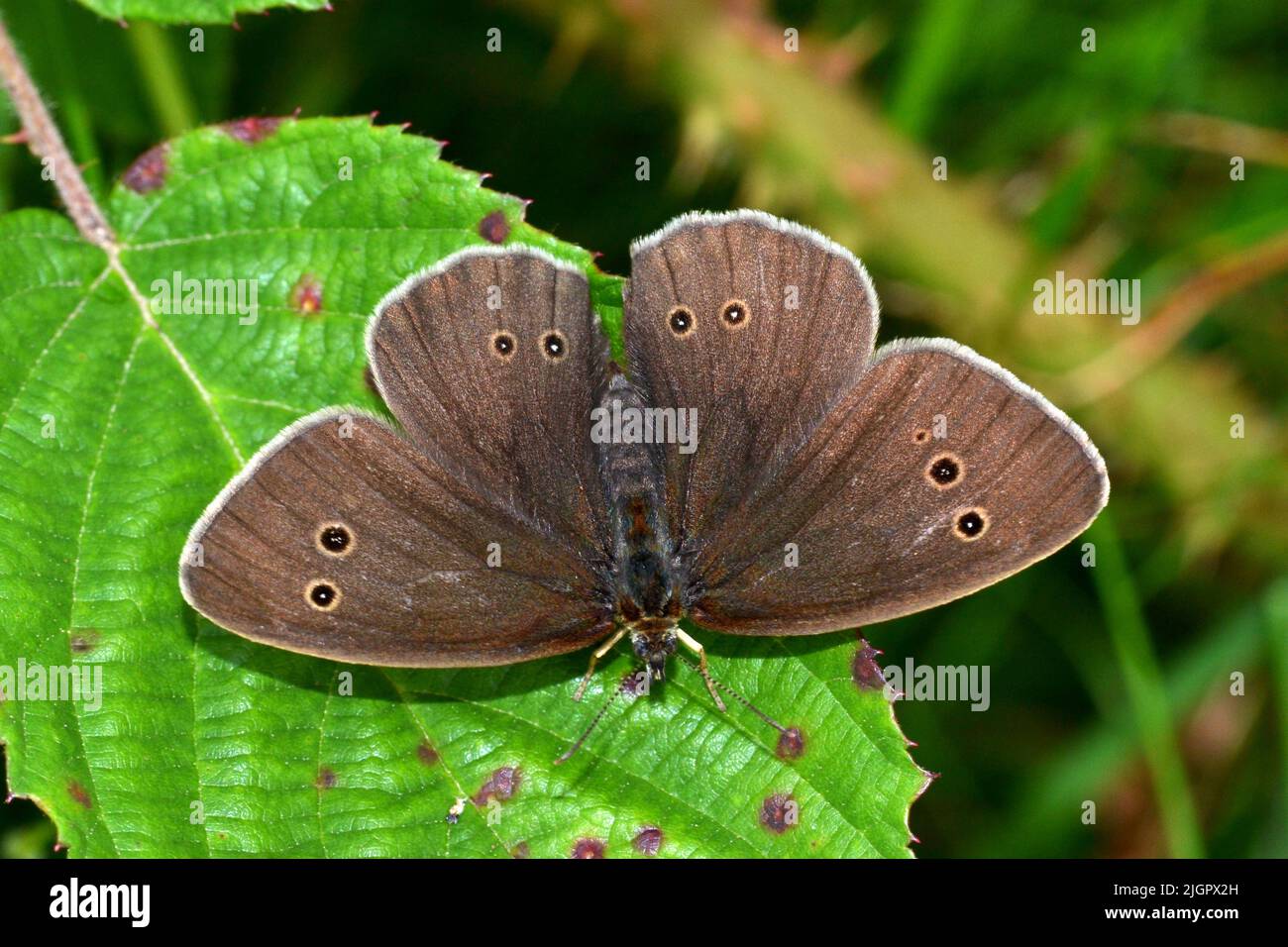 RiNglet butterfly, UK Stock Photo - Alamy