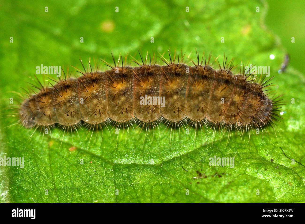 Duke of Burgundy butterfly larva (caterpillar) on a Primrose Leaf Stock ...