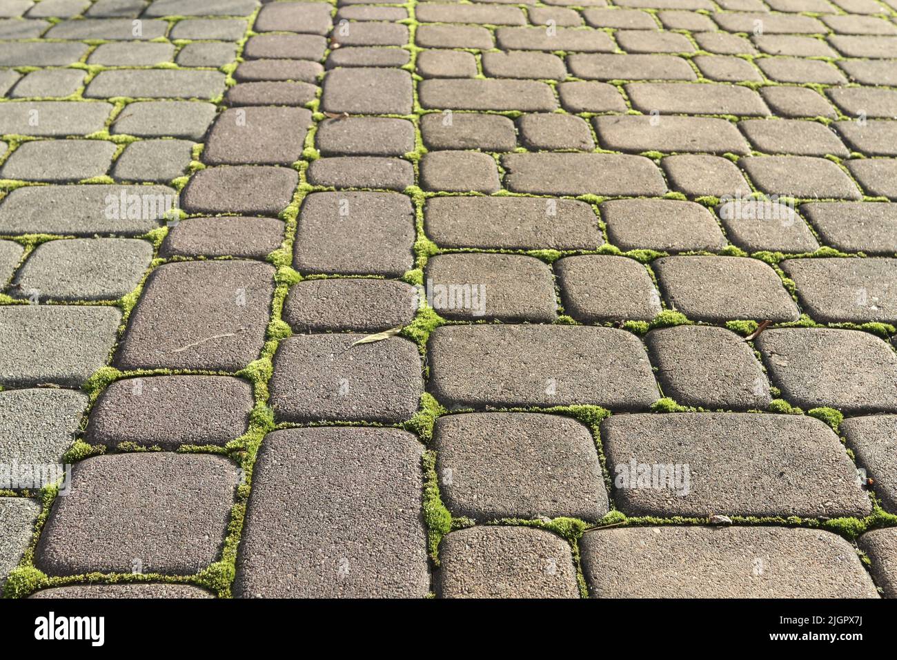 Stone garden path with moss in early morning light. Graphic resources ...
