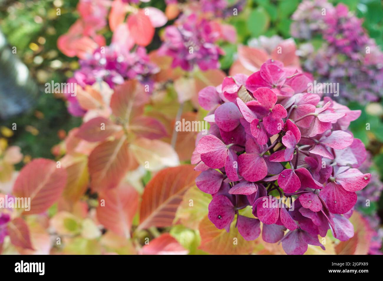 Japanese panicled hydrangea pink flowers in autumn park. Fall red and ...