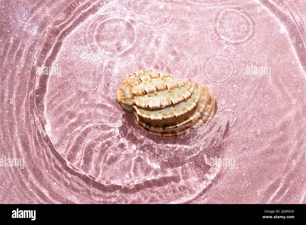 Sea shell in the middle of a pink glittery background with water ...