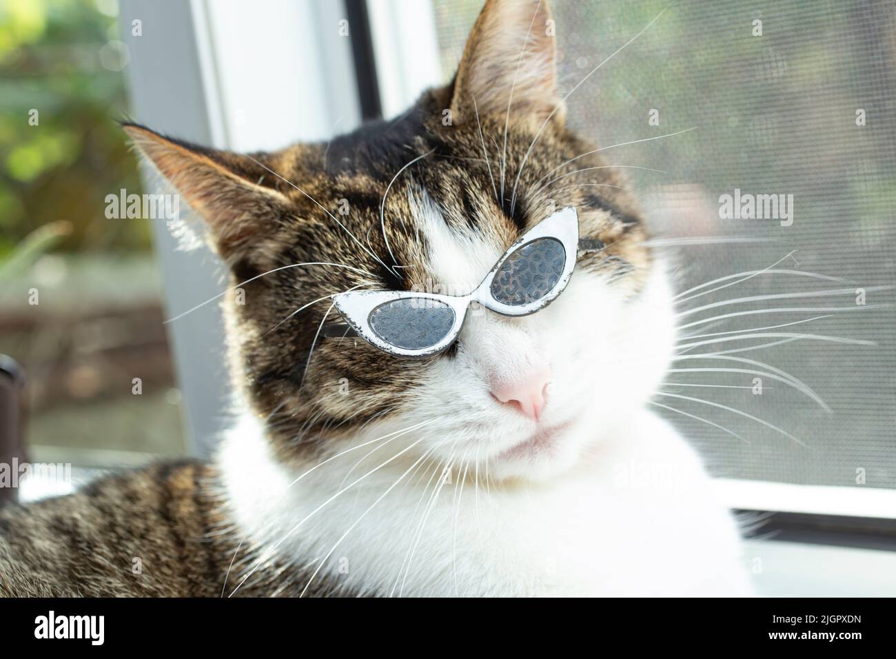 Soft focus portrait of a cute cat with sunglasses, trendy animal ...