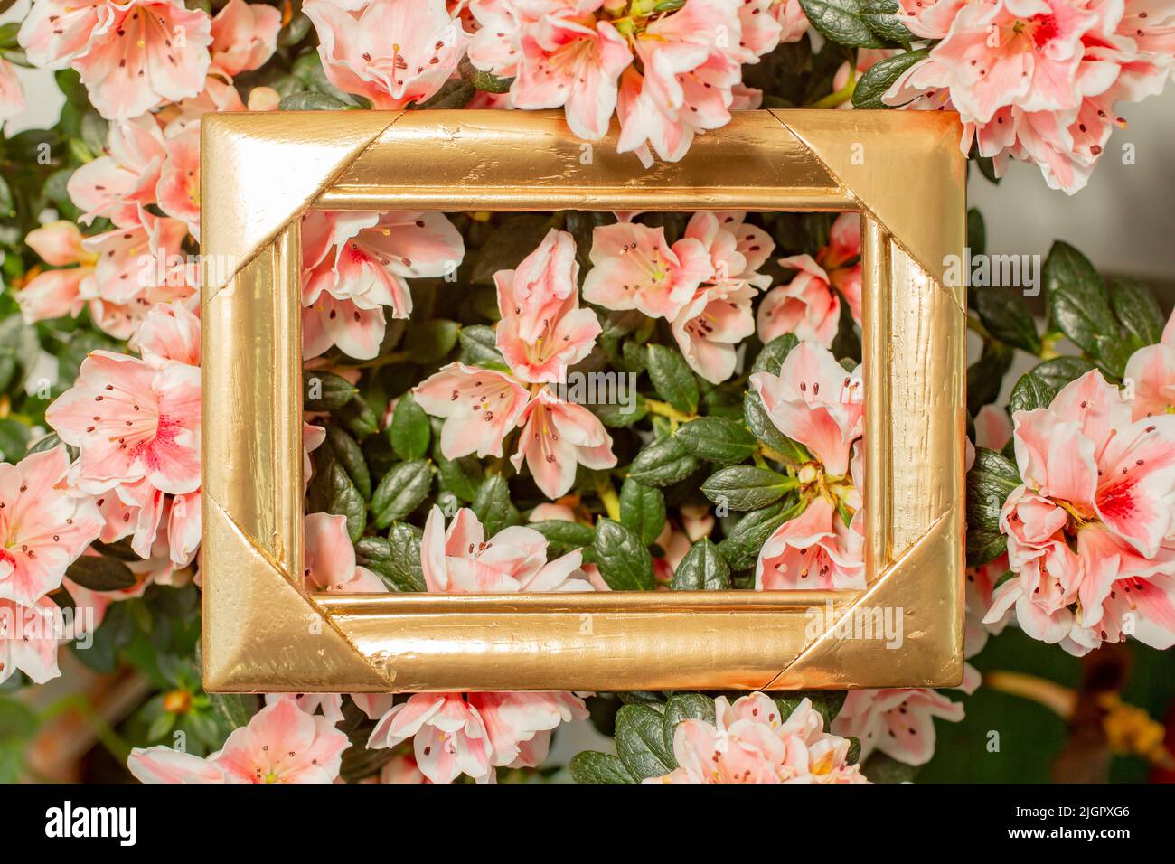 Golden frame on Azalea Rhododendron Tsutsuji Flowers, Japanese Garden ...
