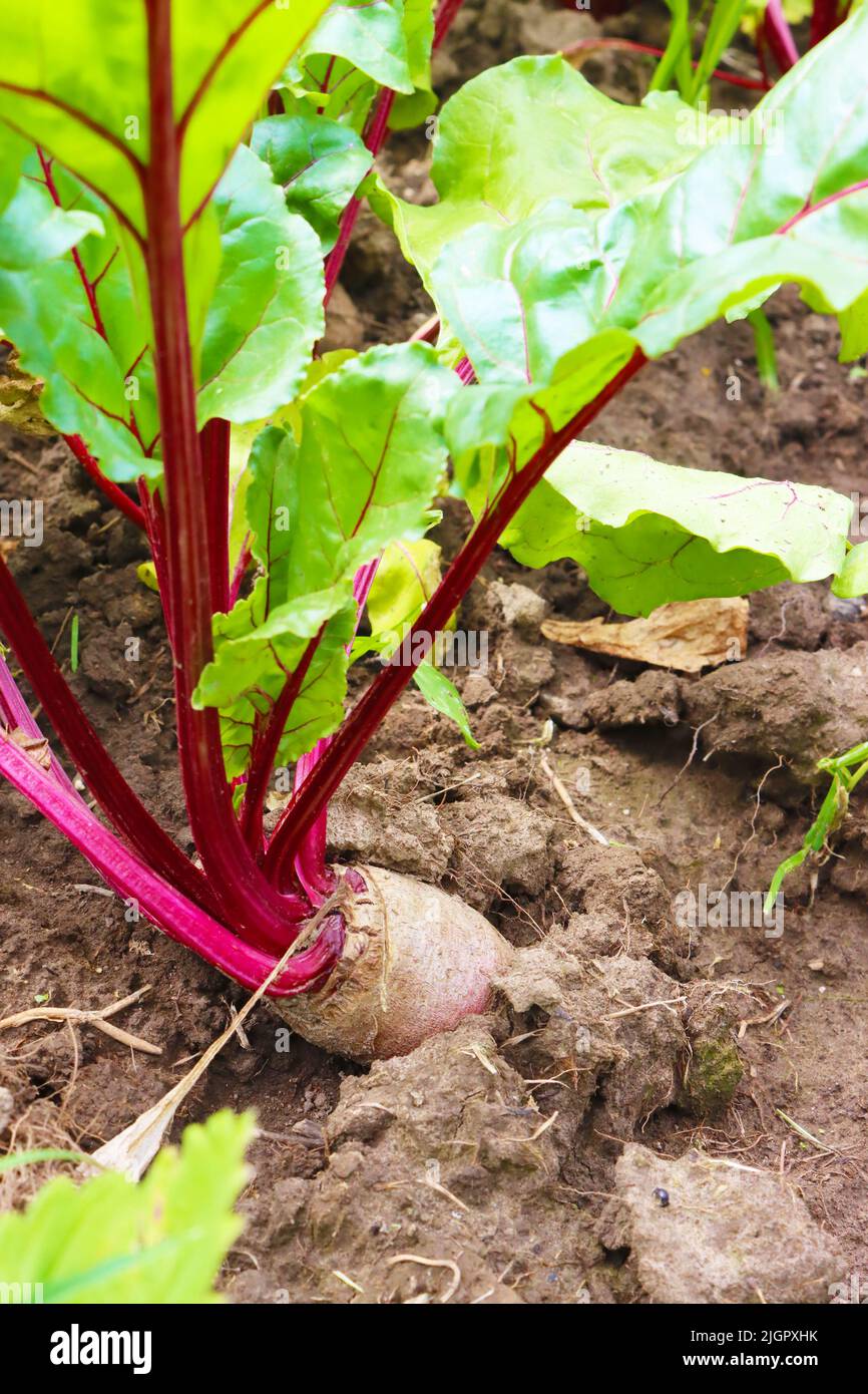 Beetroot plants in the garden - grown for edible root and colourful salad leaves. Purple beets ...