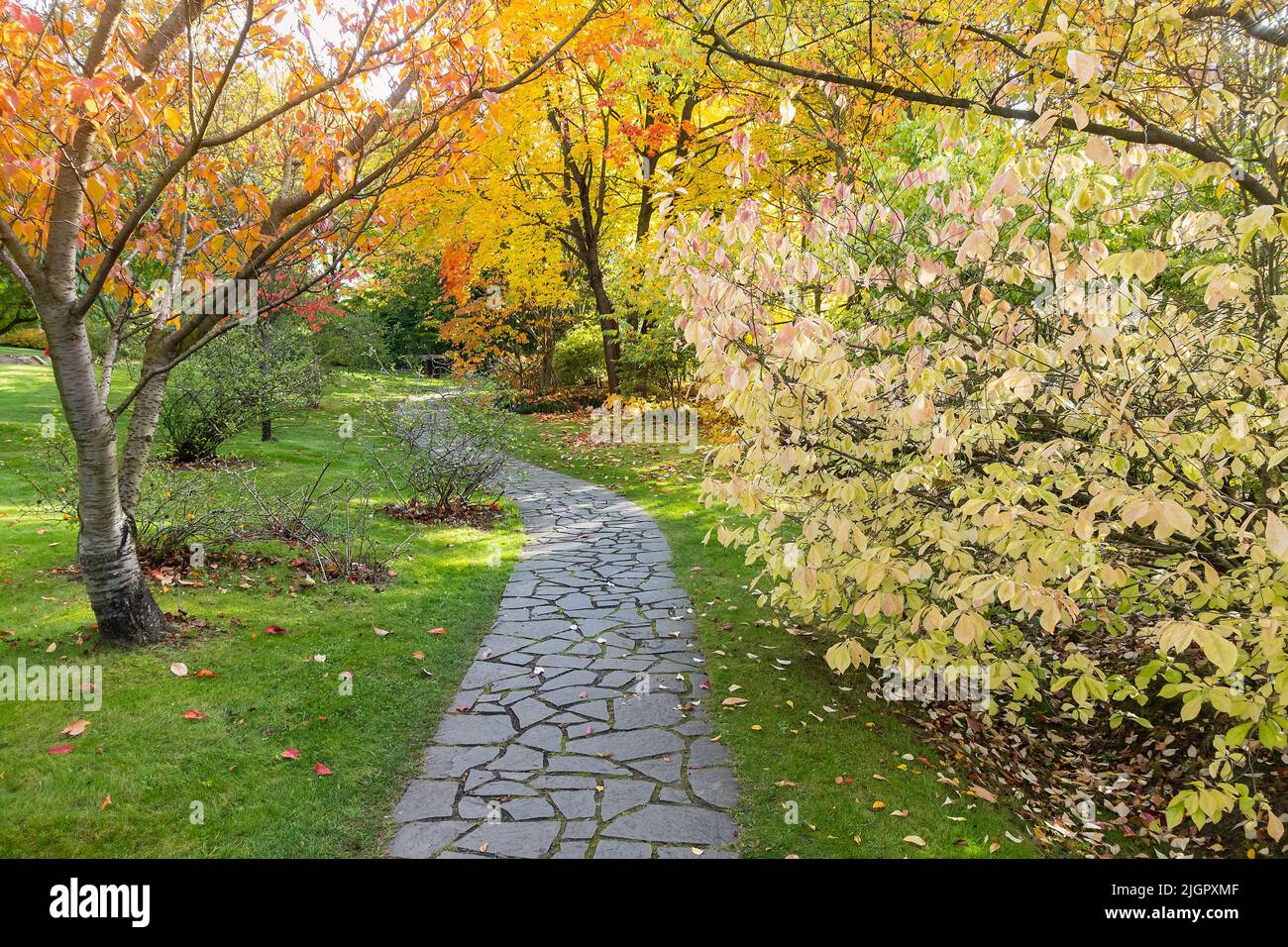 Stone walkway paver in autumn park. Yellow trees, shrubs and bushes ...