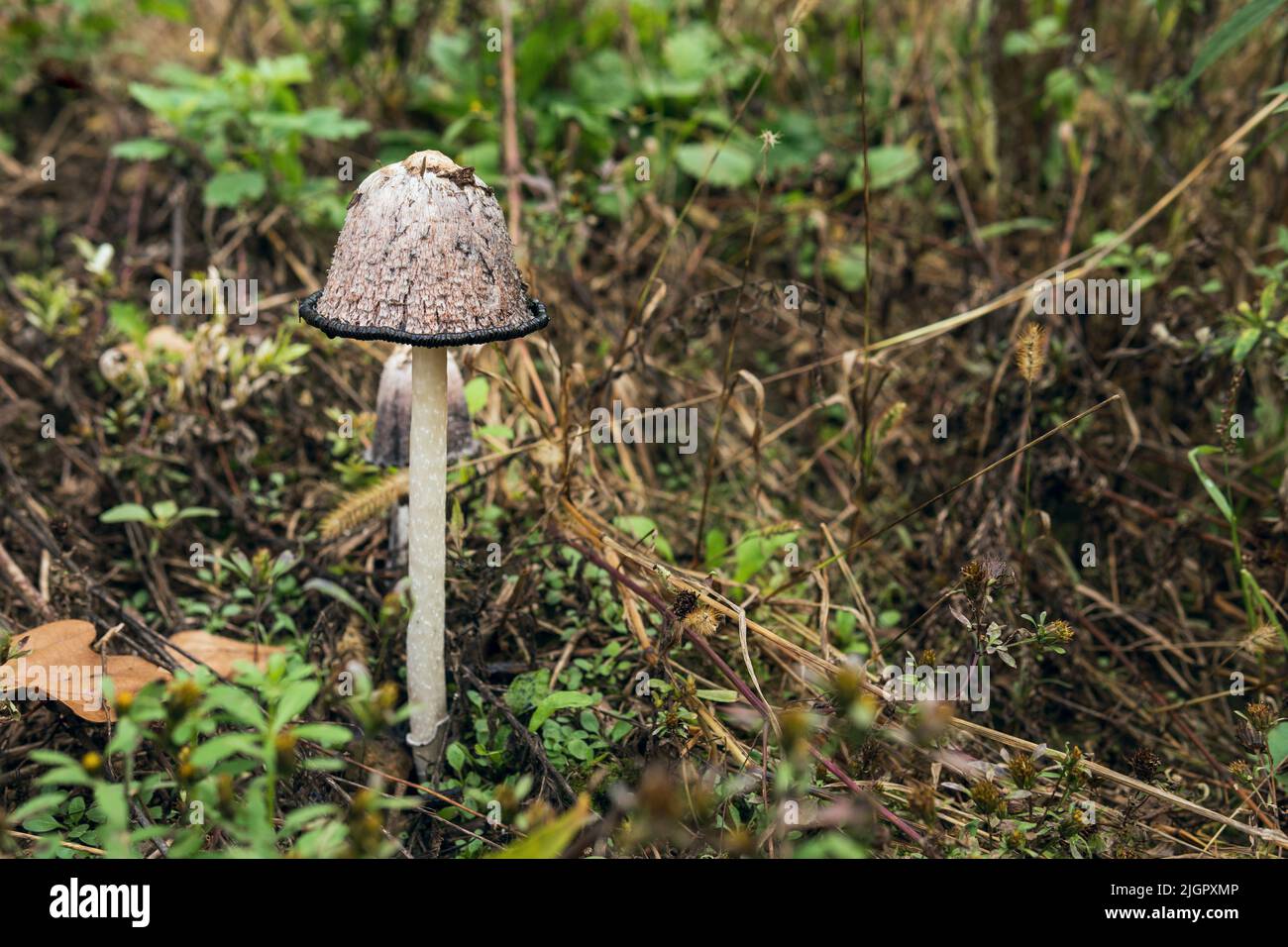 Alcohol Inky Cap Mushroom