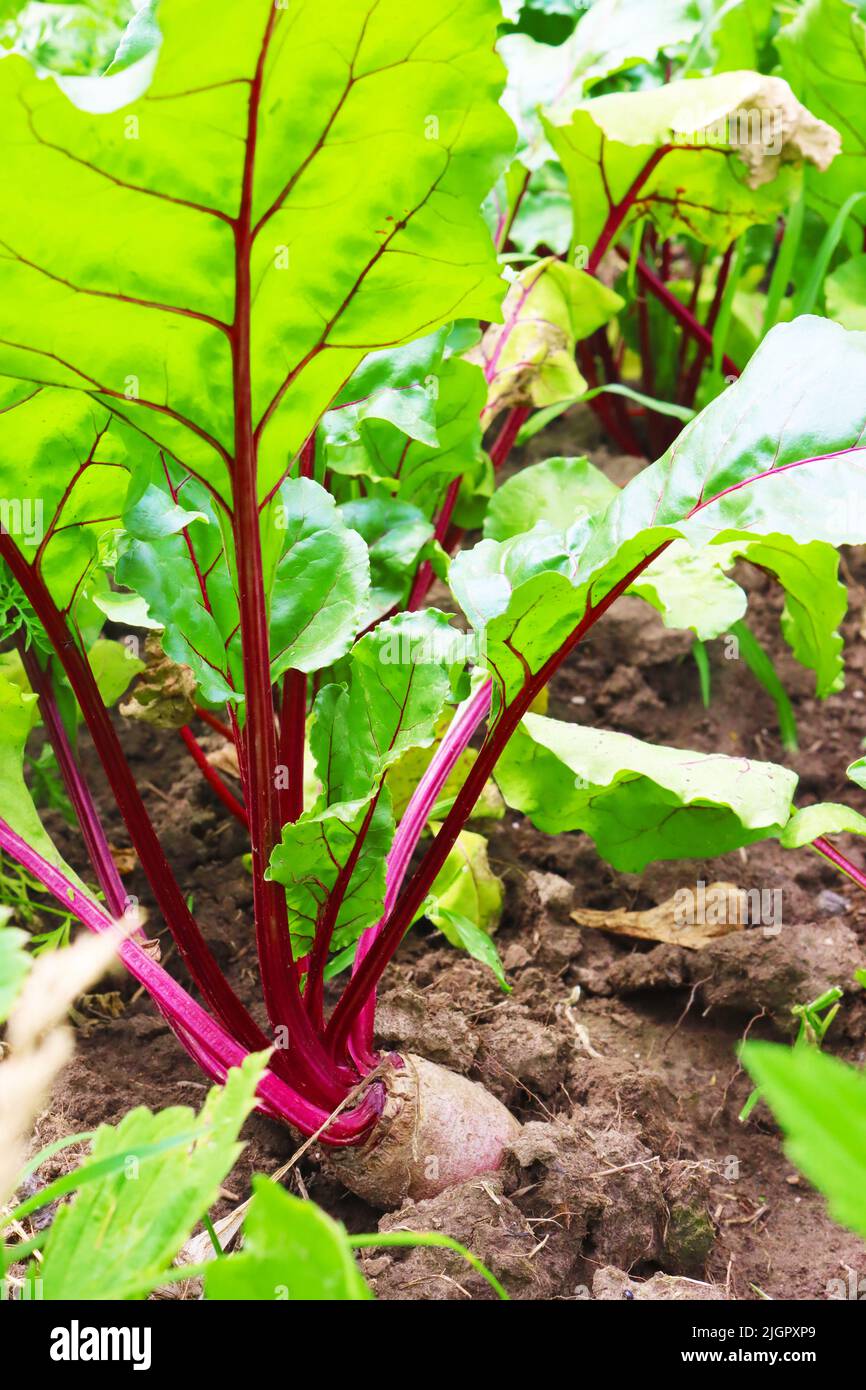 Beetroot plants in the garden - grown for edible root and colourful ...